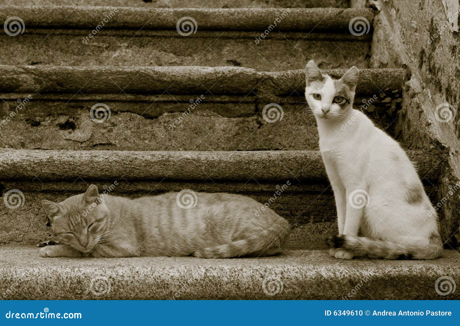 Cats on the stairs stock photo. Image of looking, look - 6349610
