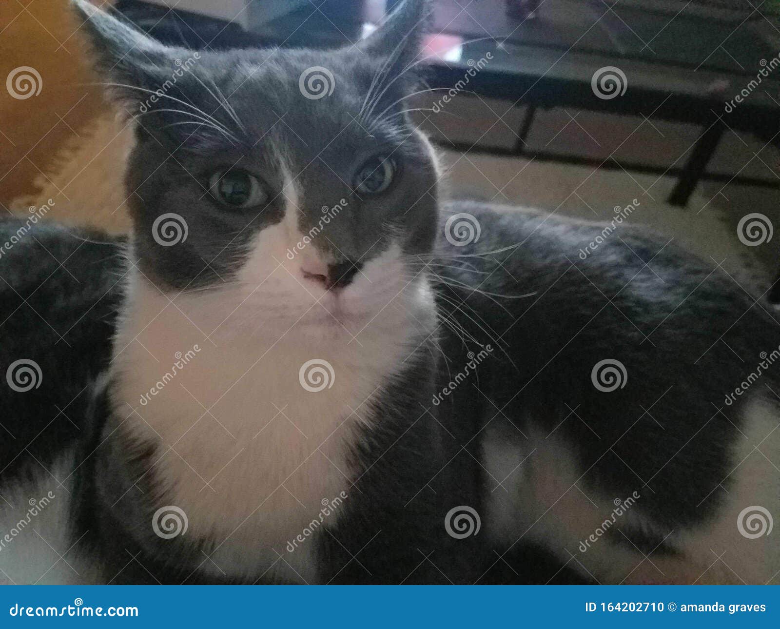 Cats stare cute stare stock photo. Image of love, pets - 164202710