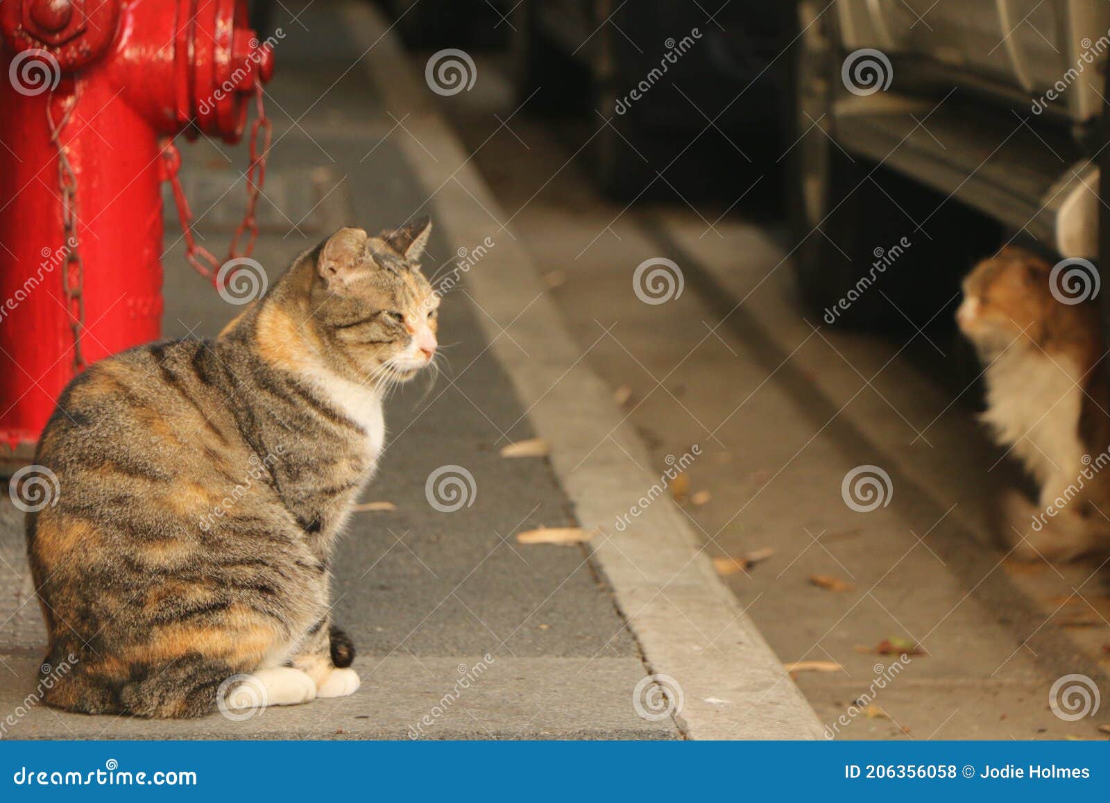 Cats on the street stock photo. Image of warm, kind - 206356058