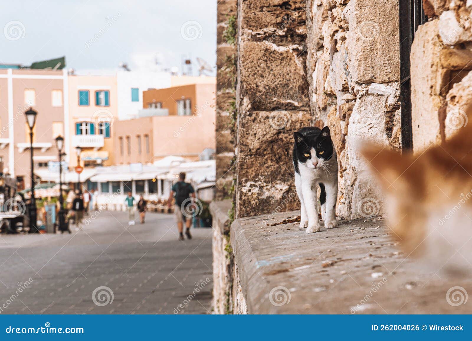 Cats in the Streets of Chania, Crete Stock Photo - Image of carnivorous ...