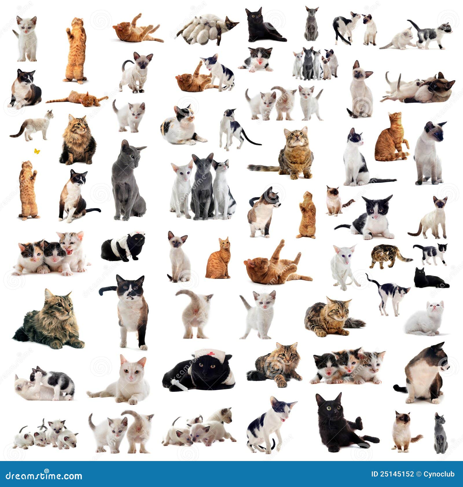 Cats in studio stock photo. Image of sitting, group, purebred - 25145152