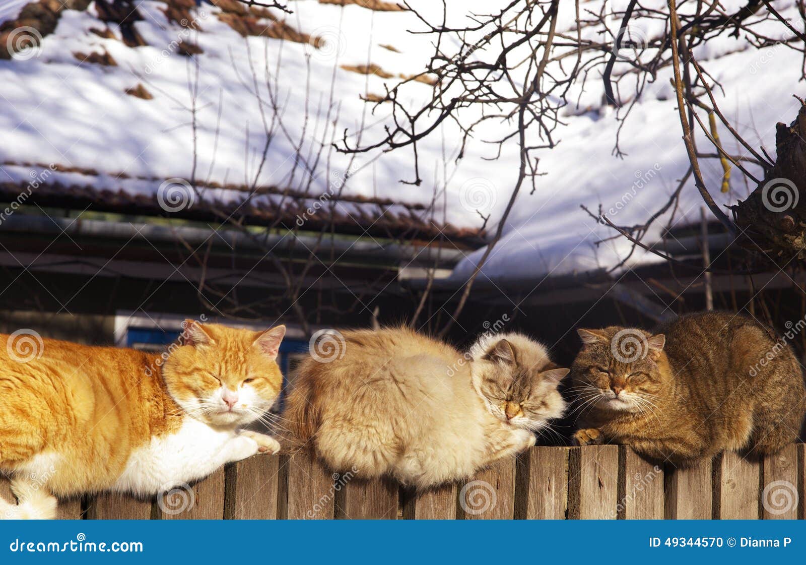 Cats in sun stock photo. Image of three, cats, sleep - 49344570
