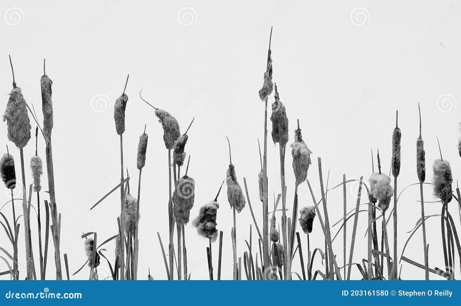 Cats Tails by the Lake in Winter Stock Photo - Image of tails, winter ...