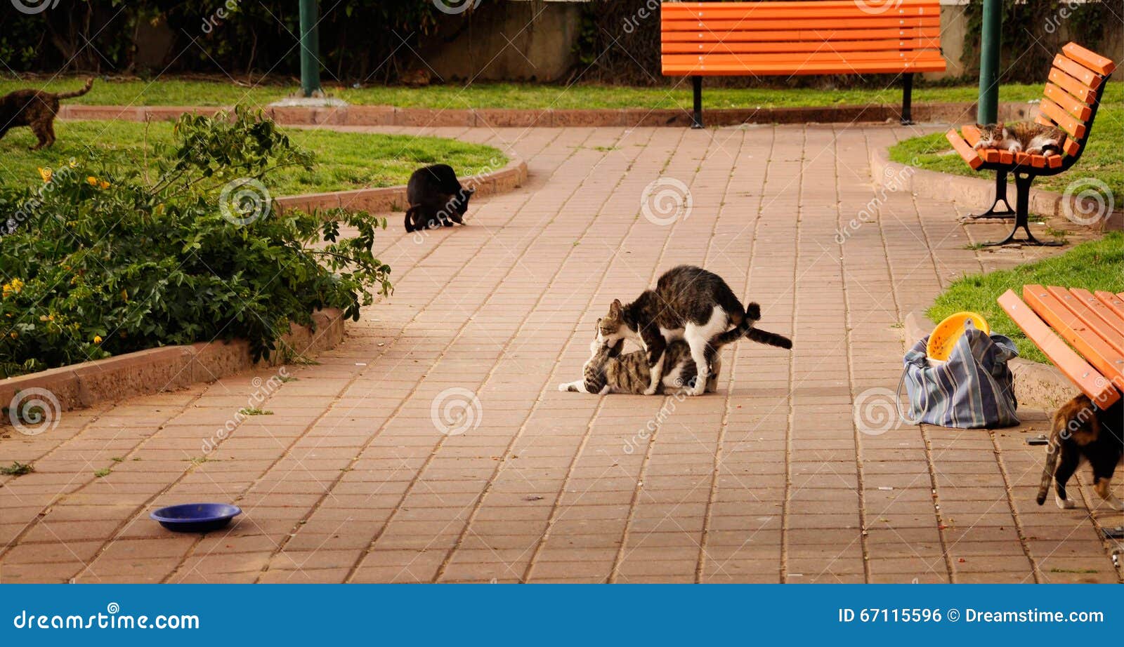 Cats take over the world stock photo. Image of passion - 67115596