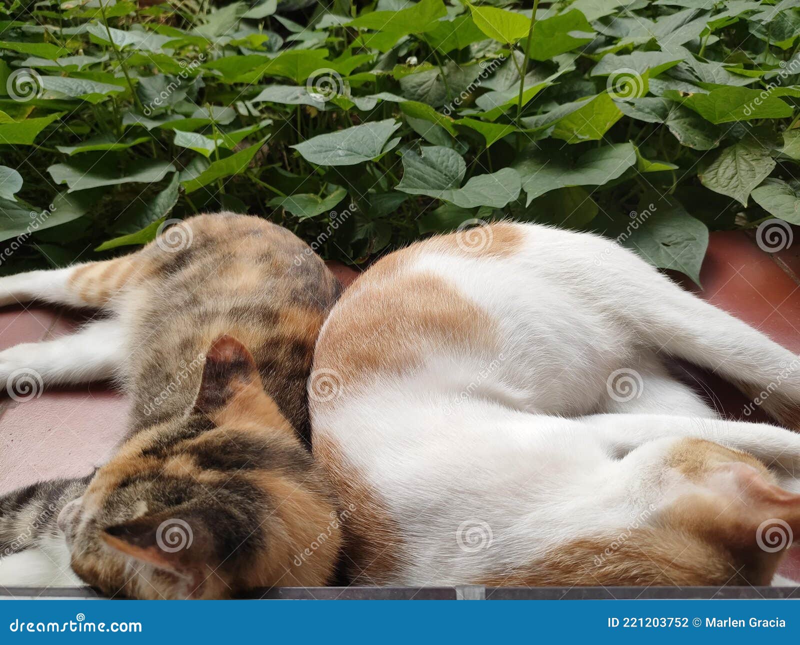 Cats taking nap stock photo. Image of love, animal, taking - 221203752