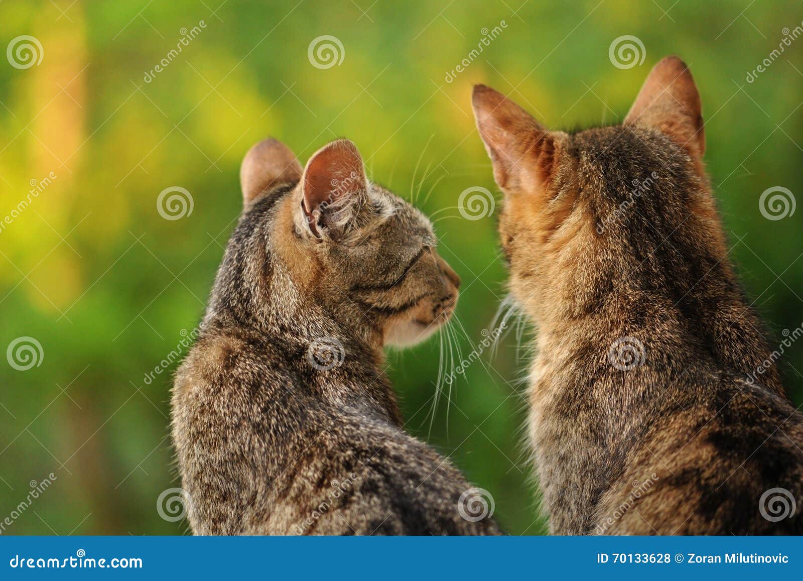 Cats talking stock photo. Image of whiskers, background - 70133628
