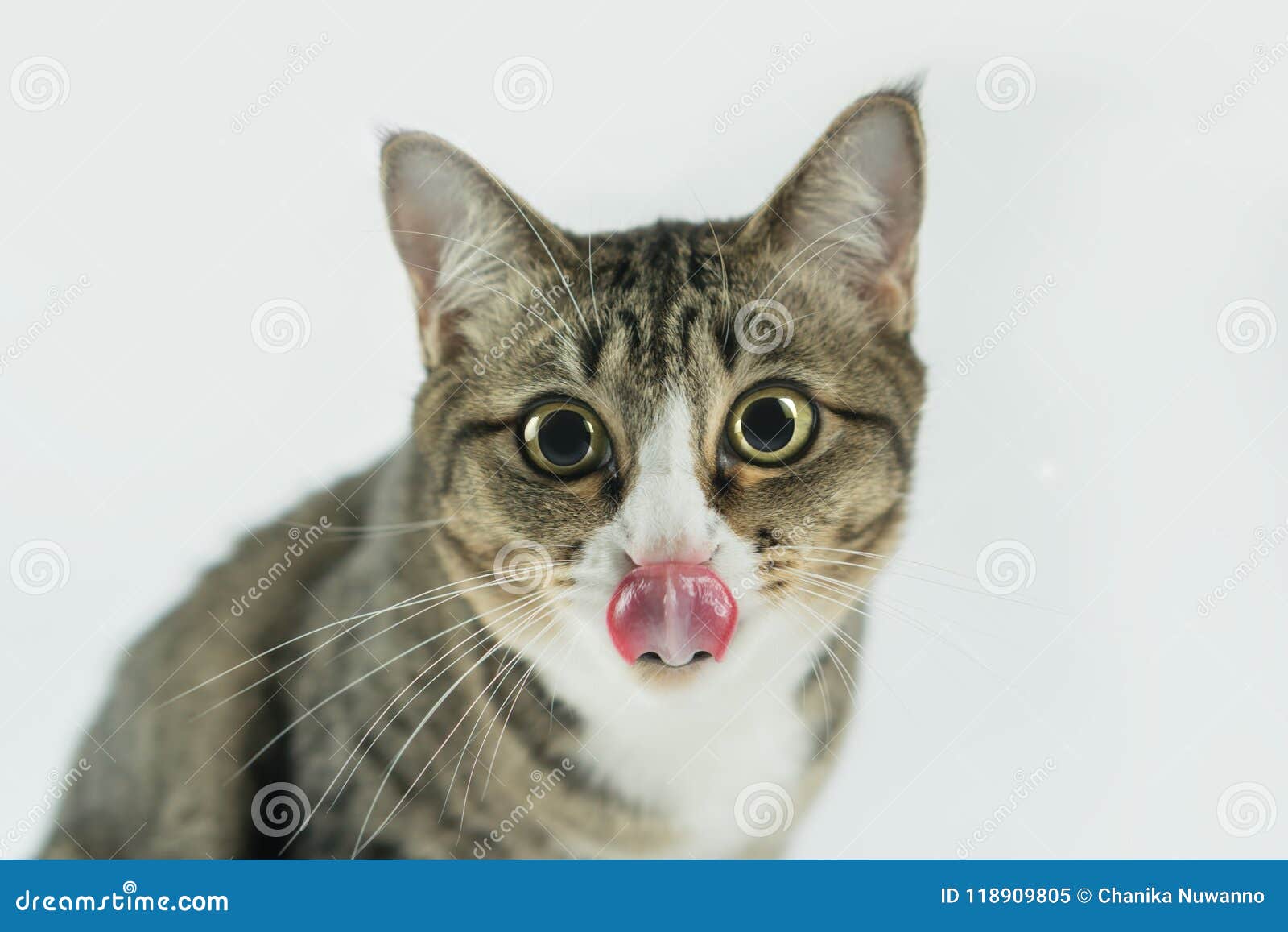The Cat is Looking Forward and Looking Cute. Stock Image - Image of ...