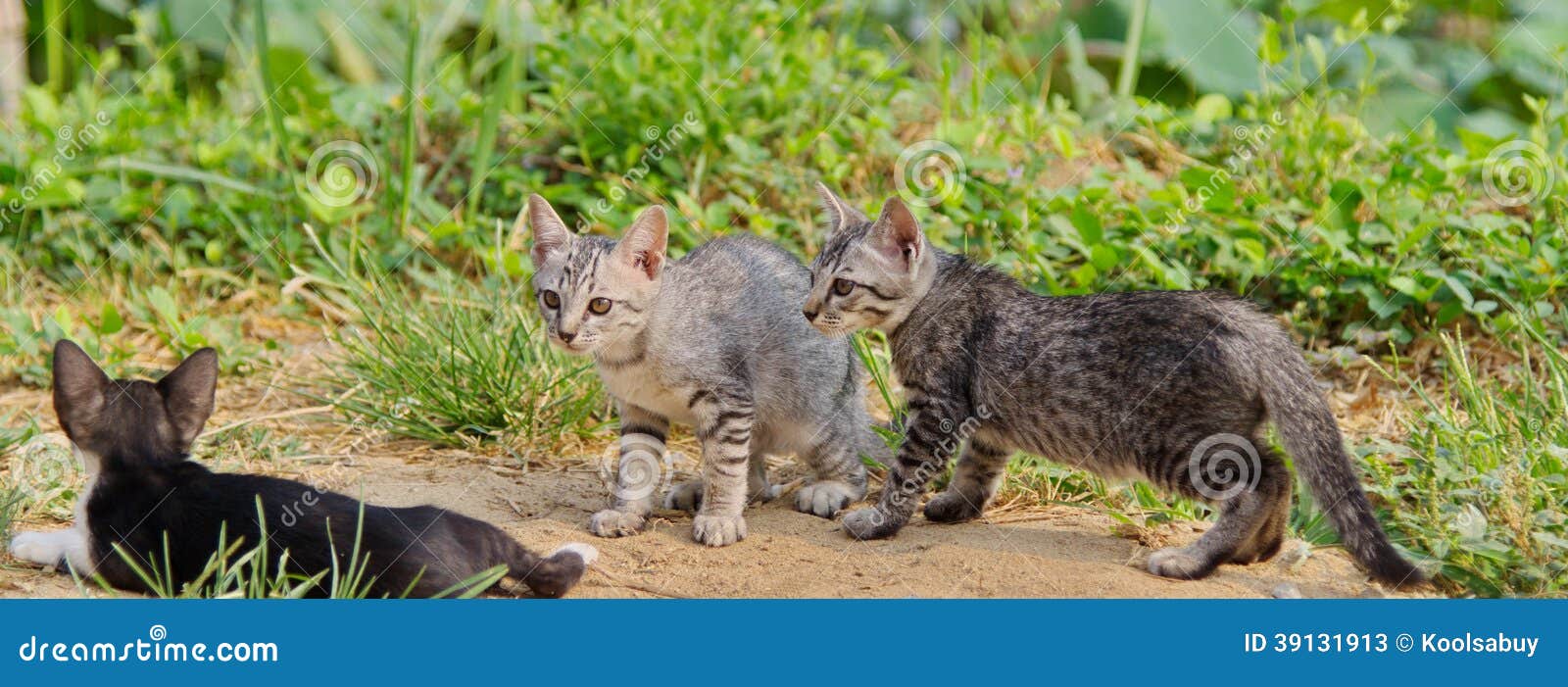 Cats stock image. Image of nature, stall, animal, young - 39131913