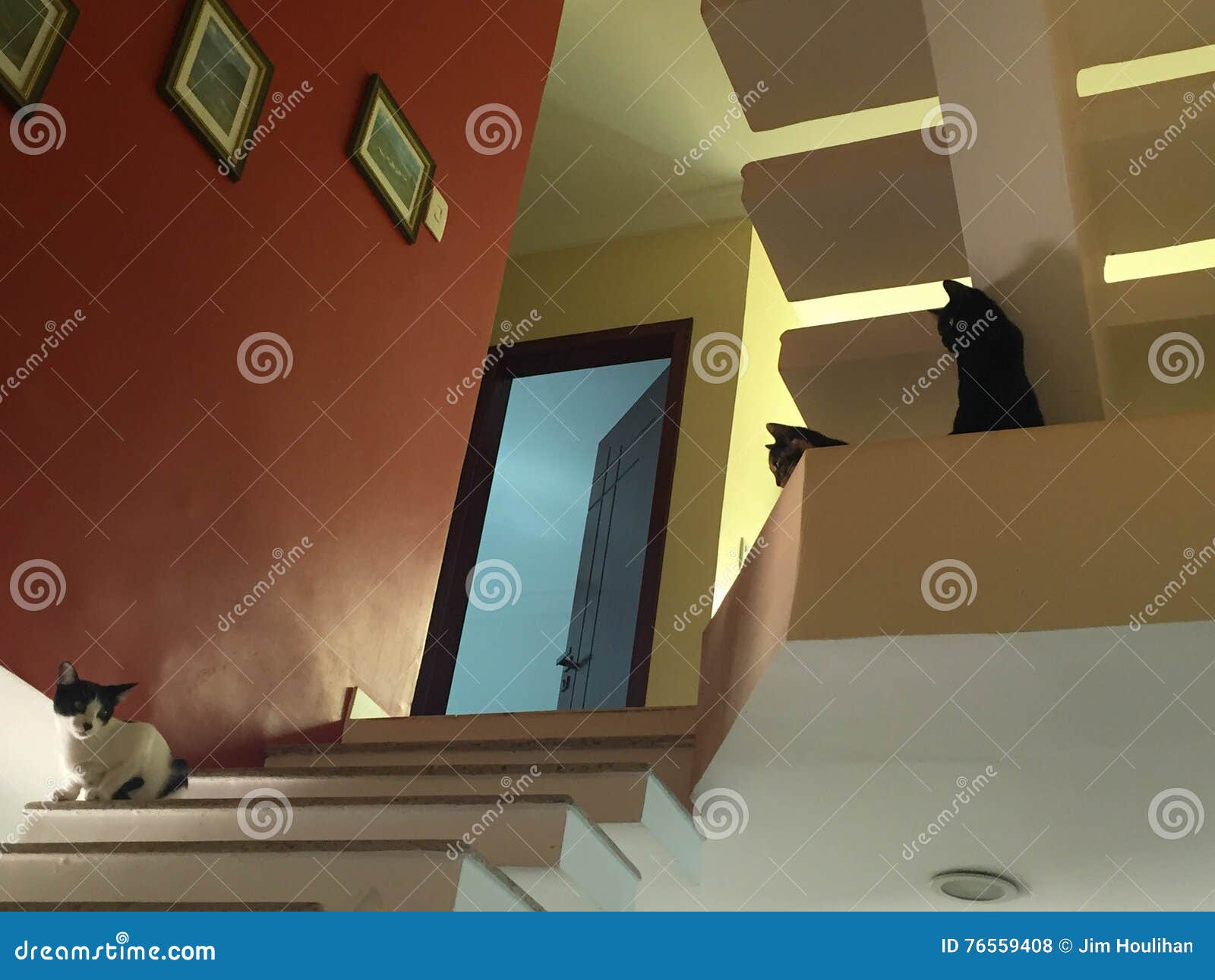 Cats Time Out on the Stairs Stock Photo - Image of pets, interior: 76559408