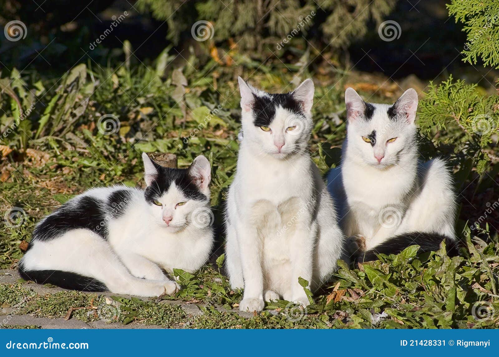Cats together stock image. Image of green, cats, posing - 21428331