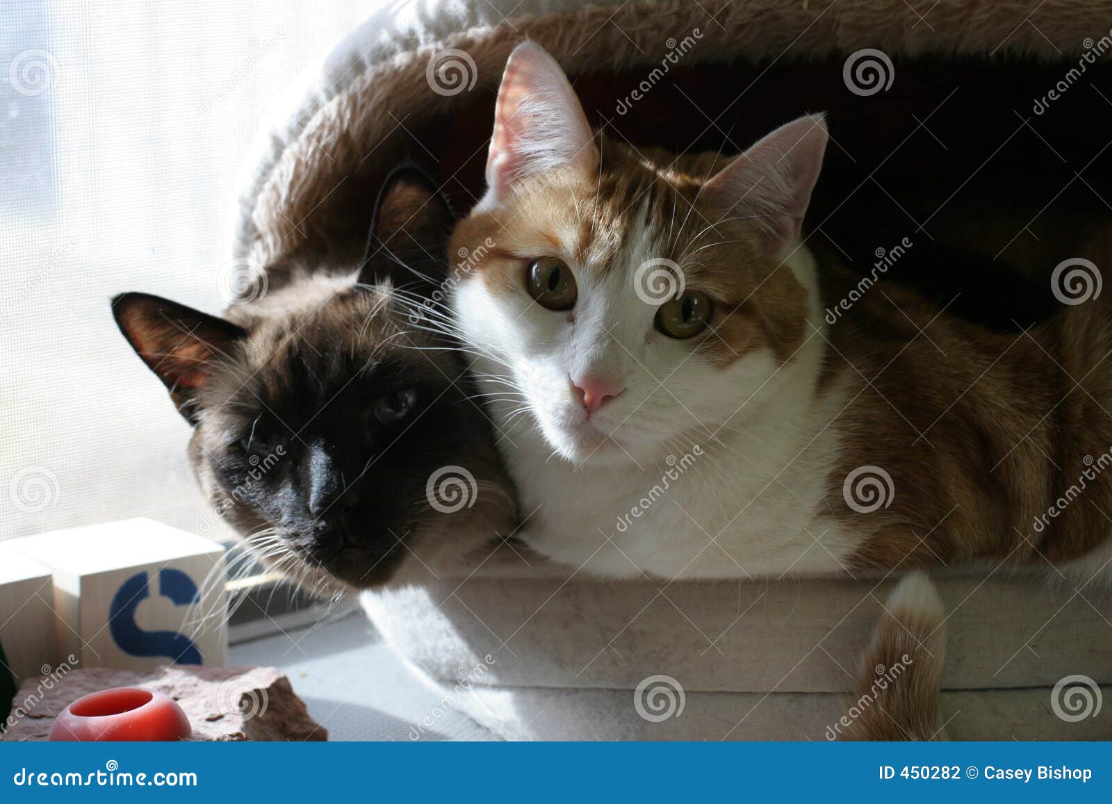 Cats together stock photo. Image of pair, looking, domestic - 450282