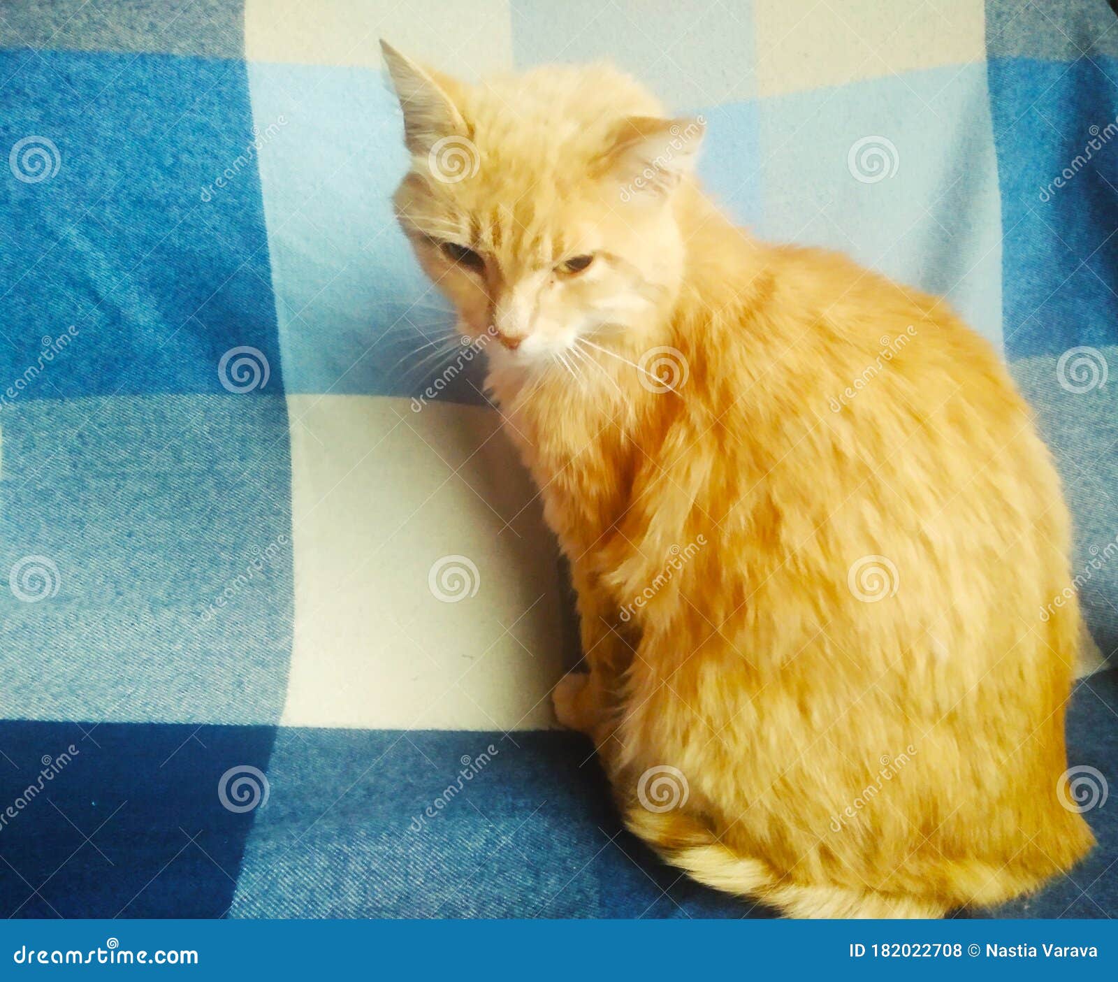 Cats very cool stock photo. Image of animal, whiskers - 182022708