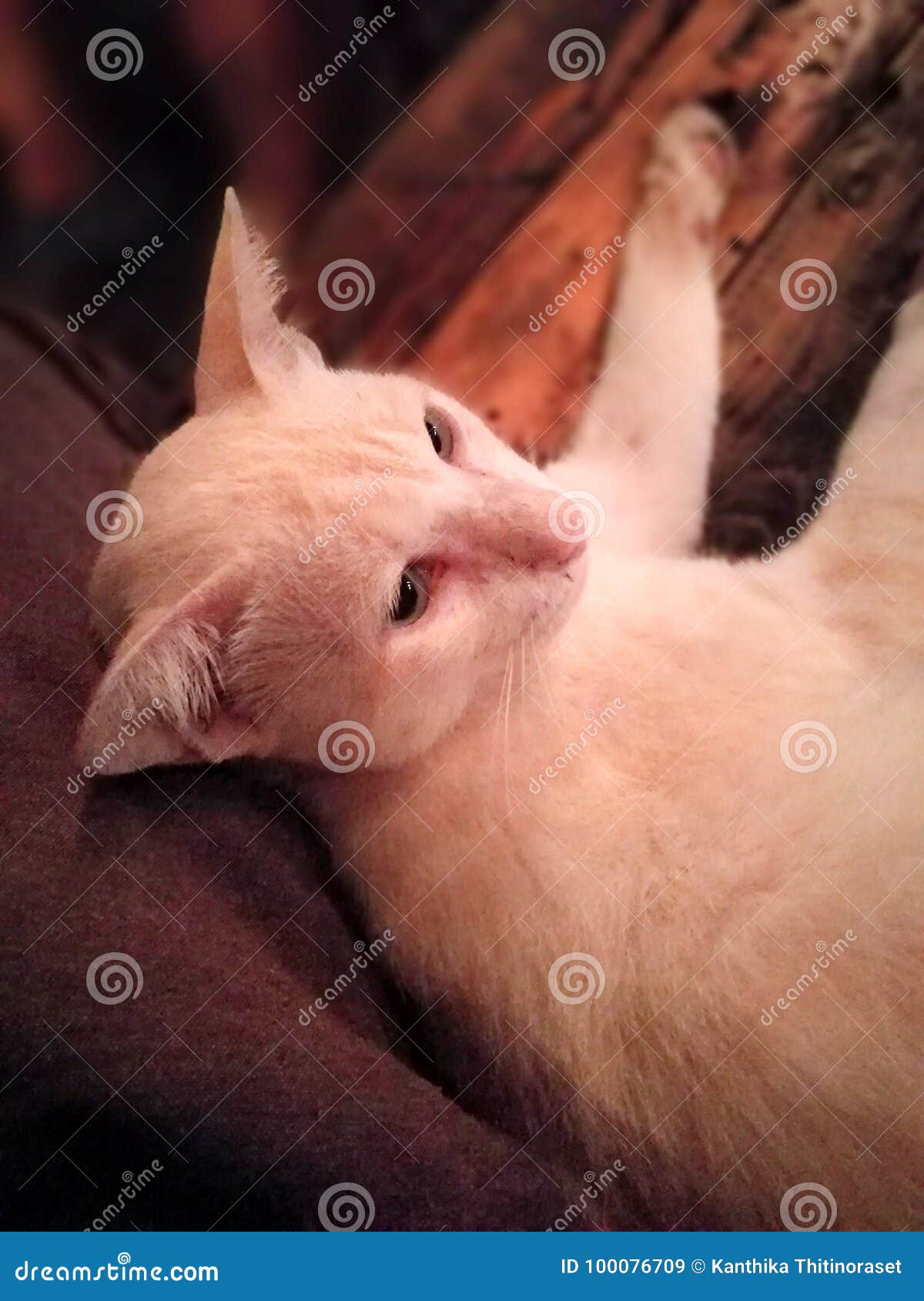 Sleepy cat stock image. Image of kitten, sleepy, perverse - 100076709