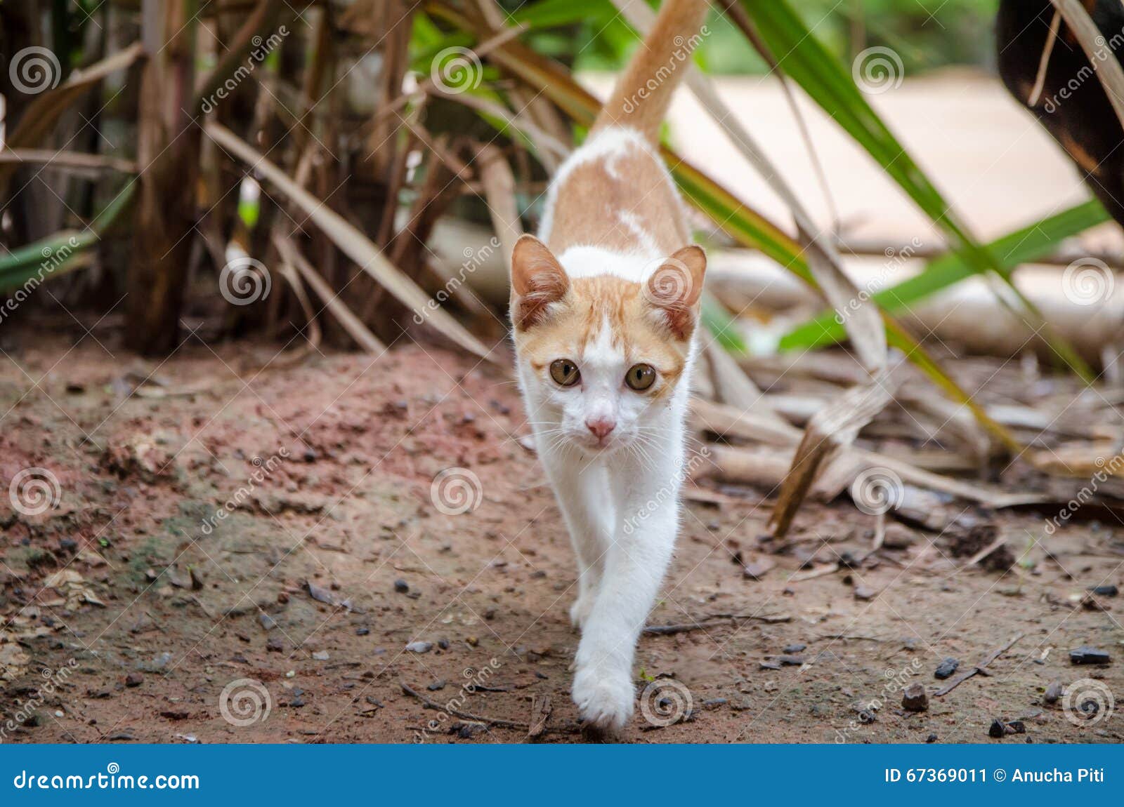 Cats wait wait stock image. Image of black, eyes, nature - 67369011