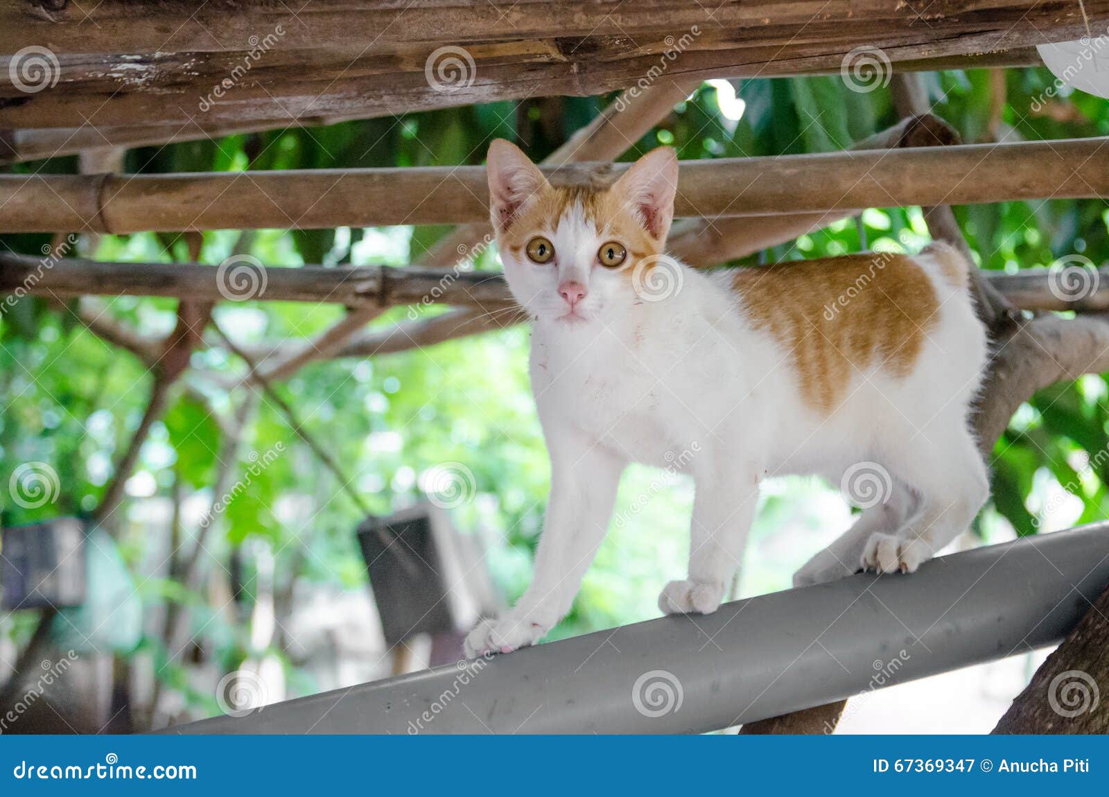Cats wait wait stock image. Image of natural, hunt, park - 67369347