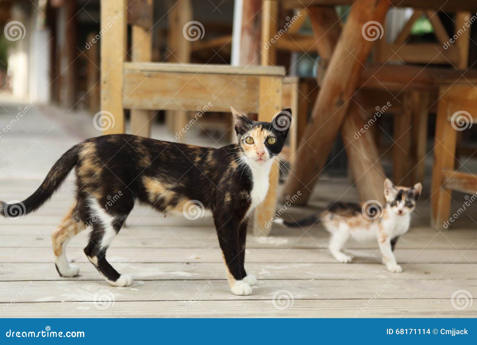 Cats Walk Around the Tables. Stock Photo - Image of lurk, face: 68171114