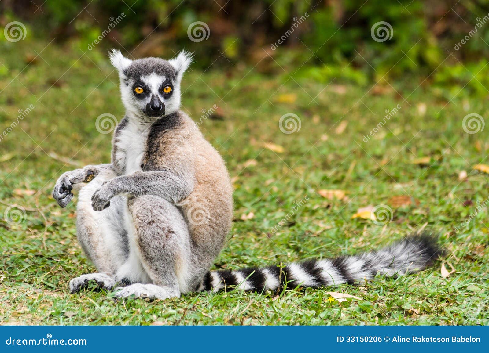 Catta Do Lêmure De Madagáscar Foto de Stock - Imagem de endêmica, branco: 33150206