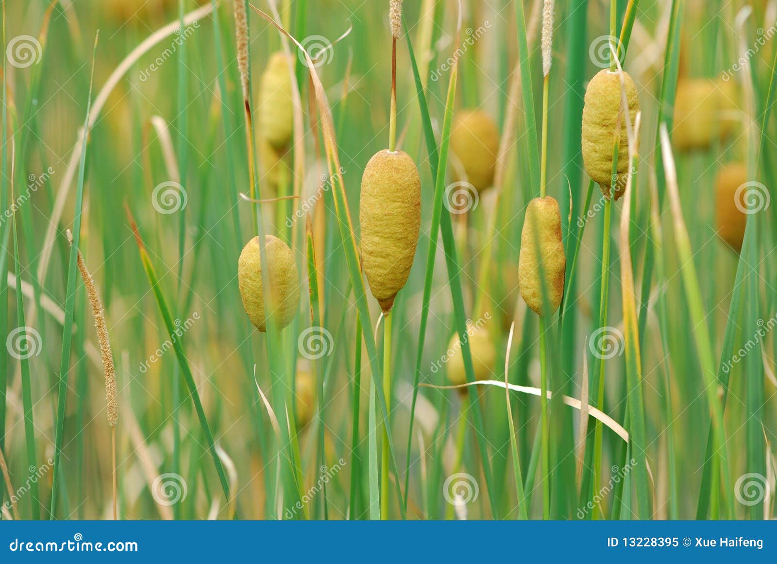Cattail stock image. Image of green, plant, typha, grass - 13228395