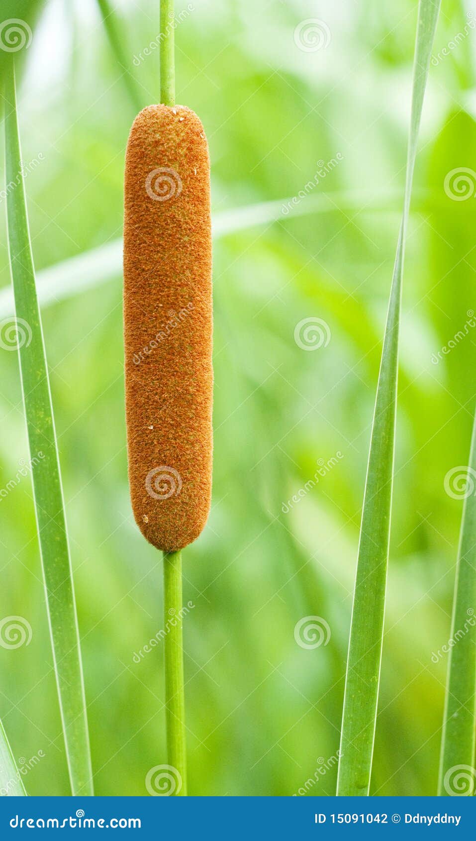 Cattail stock photo. Image of cattail, closeup, summer - 15091042