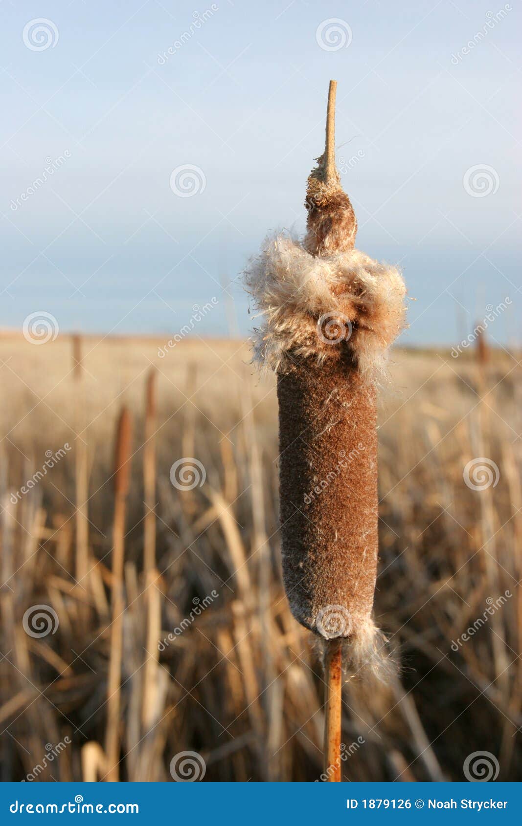 Cattail stock photo. Image of fluff, refuge, swamp, seed - 1879126