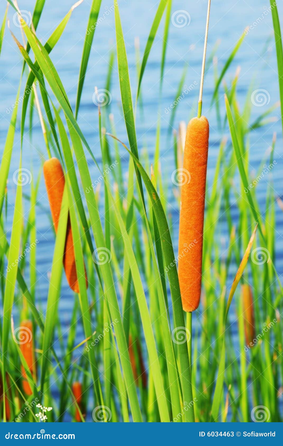 Cattail stock image. Image of lake, garden, blue, cane - 6034463