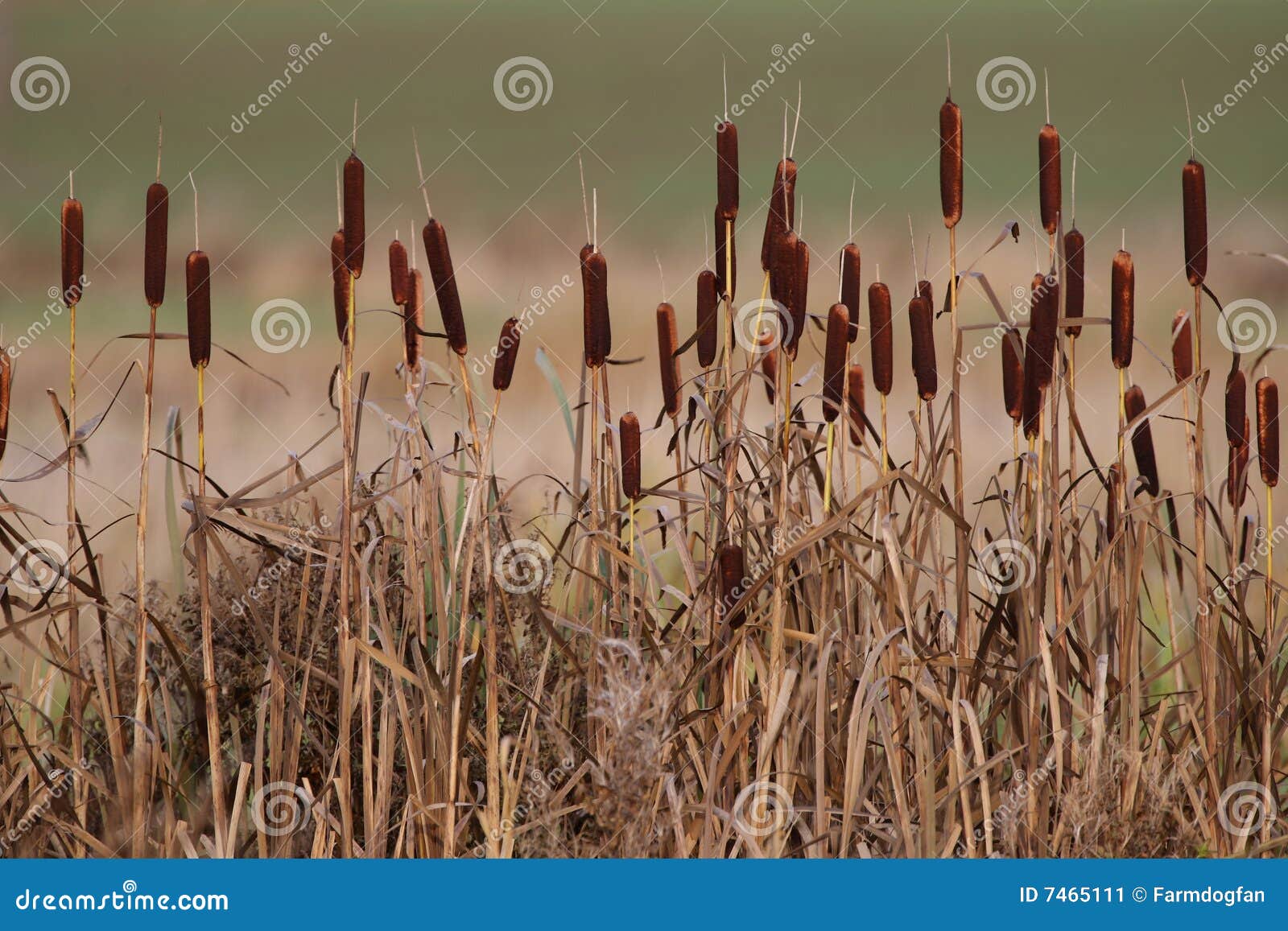 Cattail stock image. Image of flower, plant, stalks, marsh - 7465111