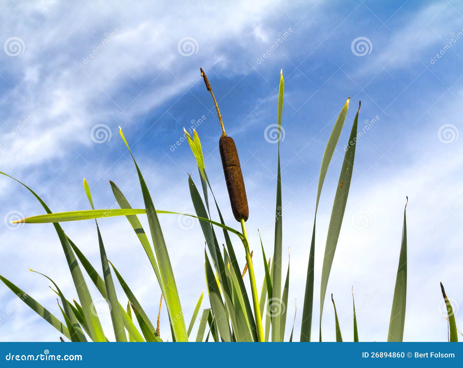Wispy White Cattail Stock Photos - Free & Royalty-Free Stock Photos ...