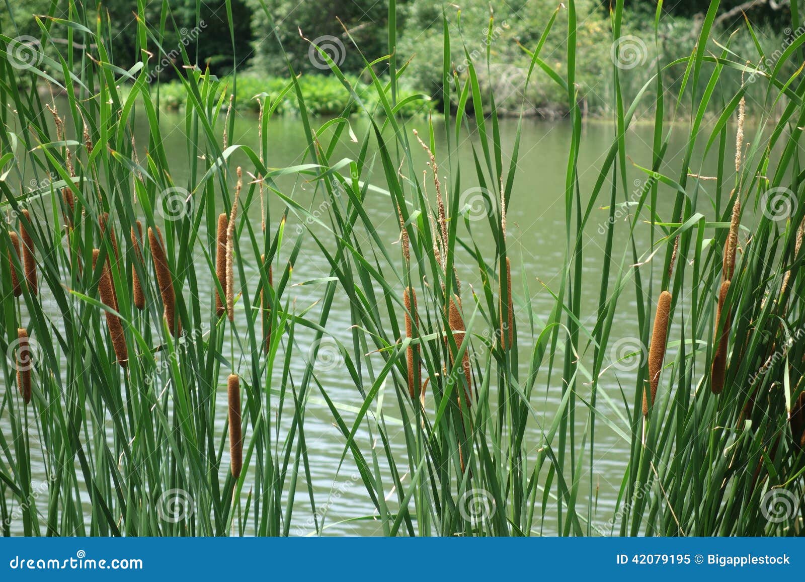 Cattail stock image. Image of cattail, vegetation, water - 42079195