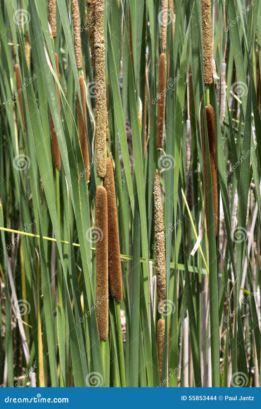 Cattail background stock photo. Image of stalk, marsh - 55853444