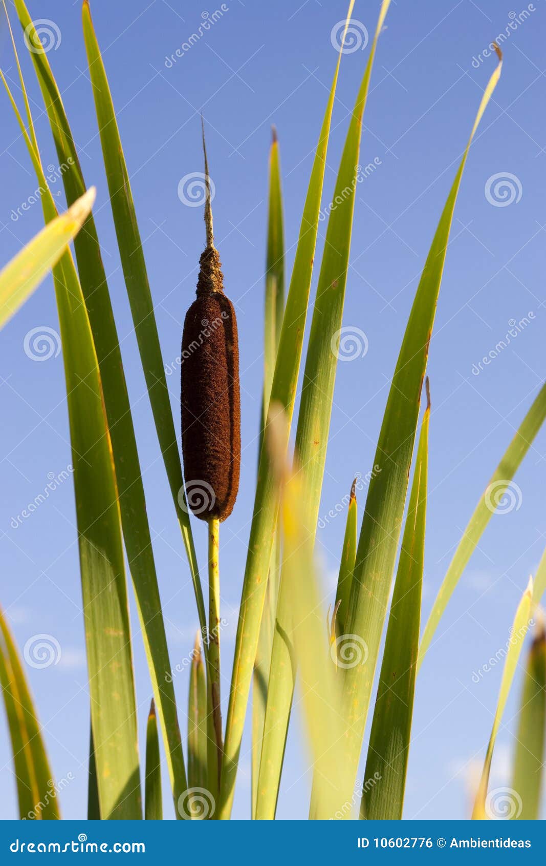 Cattail Blooms Against Blue Sky Stock Photo - Image of fall, vinbrant ...