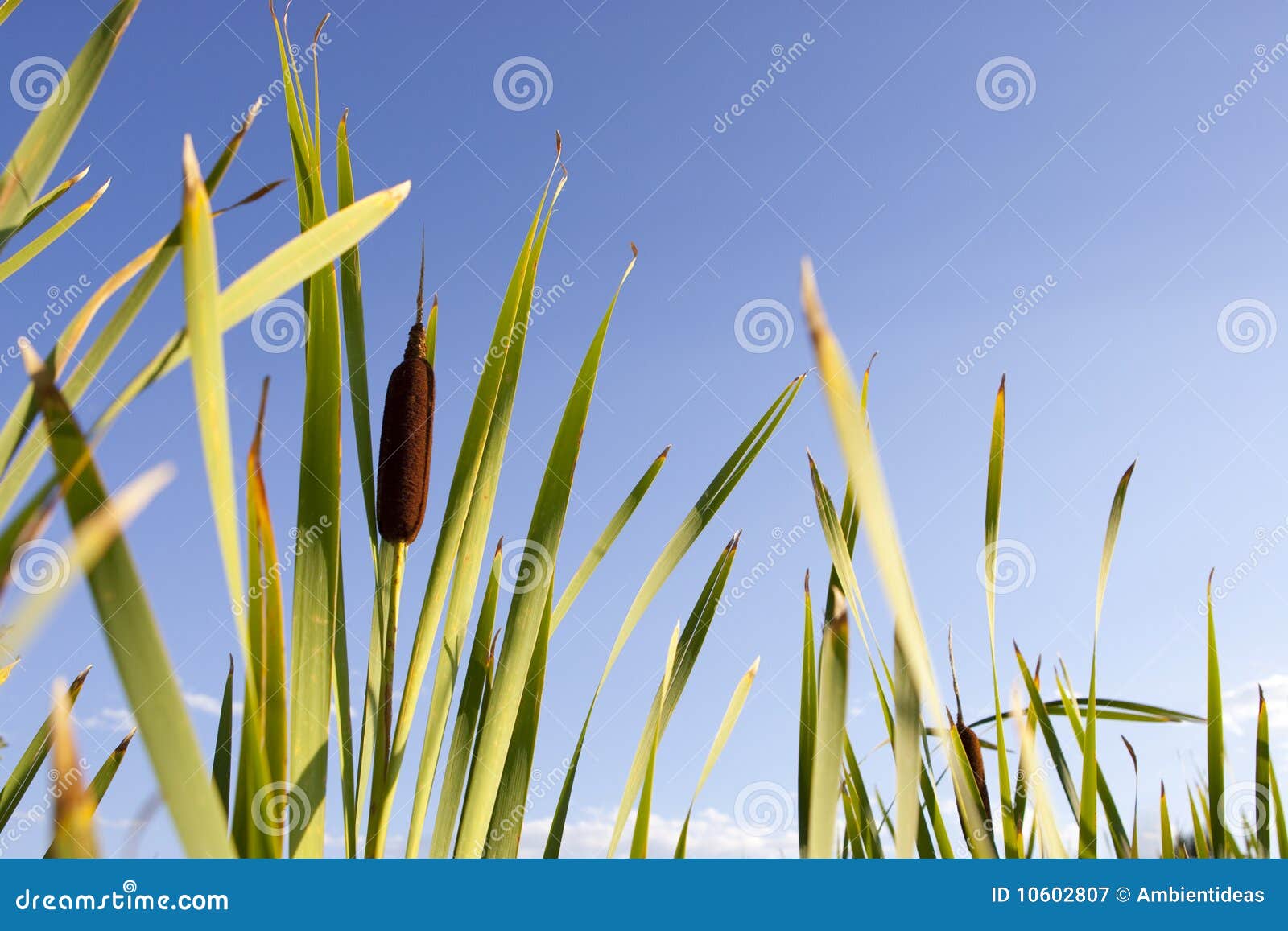 Cattail Blooms Against Blue Sky Stock Image - Image of plants, close ...