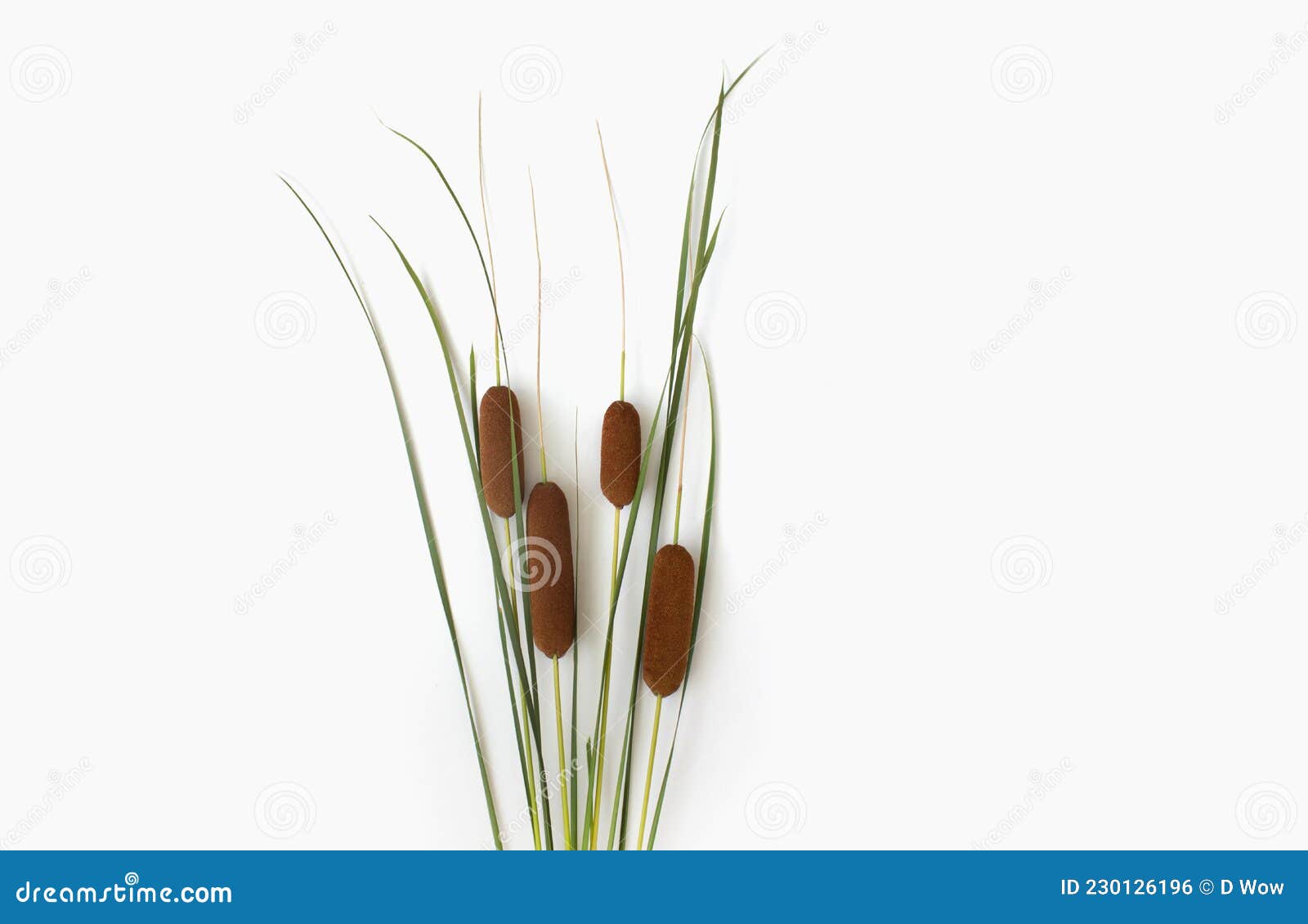 Cattail Branch Isolated on White Background, Top View, Place for Text ...
