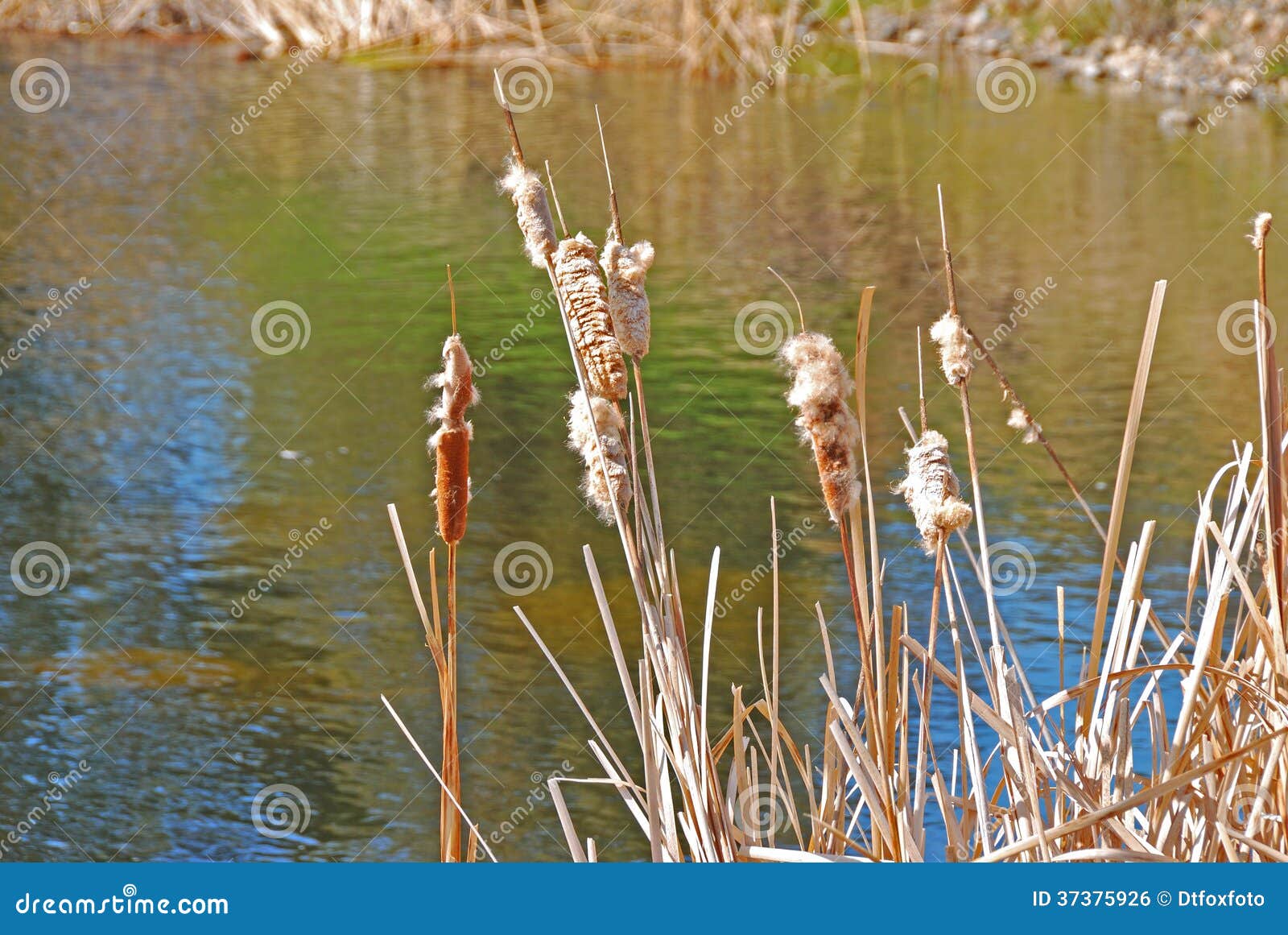 Cattail stock photo. Image of botany, seasons, aquatic - 37375926