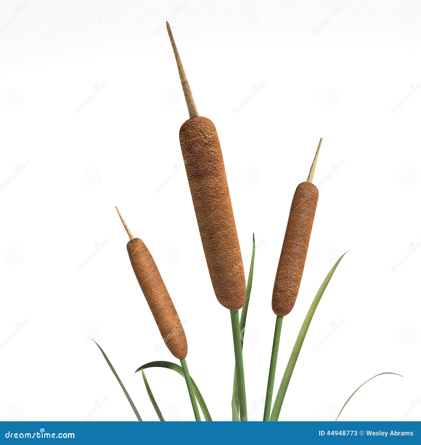 Cattail Stock Illustration - Image: 44948773