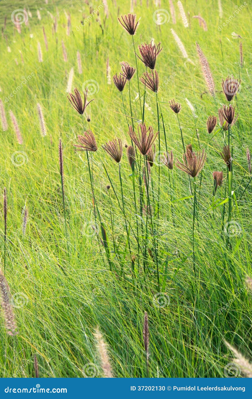 Cattail stock photo. Image of park, beautiful, nature - 37202130