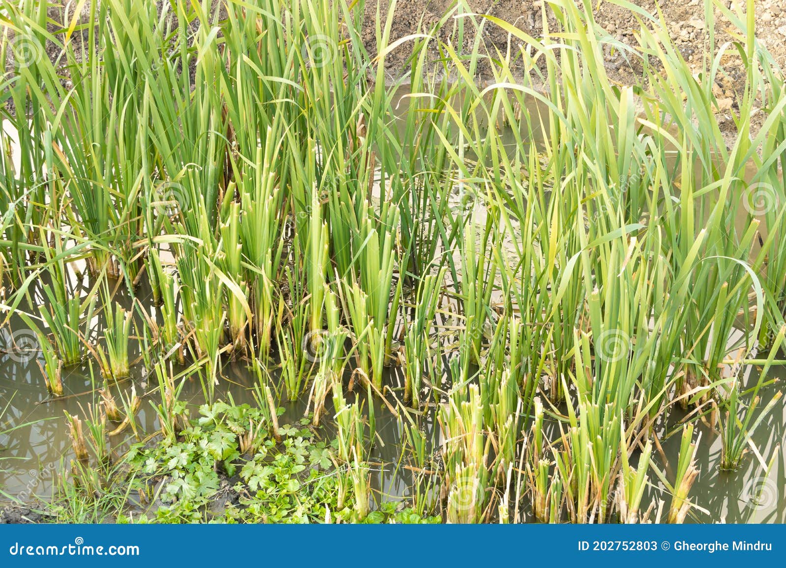 Cattail Growing in Water - Typha Latifolia. Cattail Benefits Stock ...