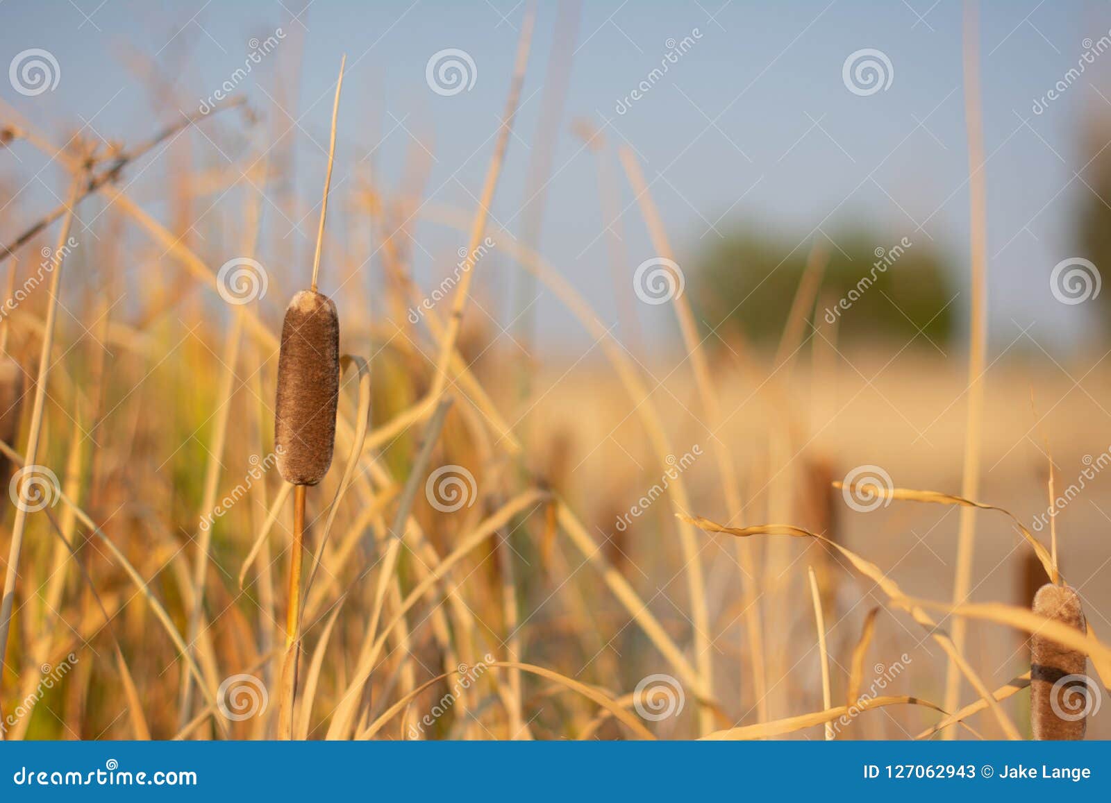 Cattail in a marsh stock image. Image of growing, cattails - 127062943