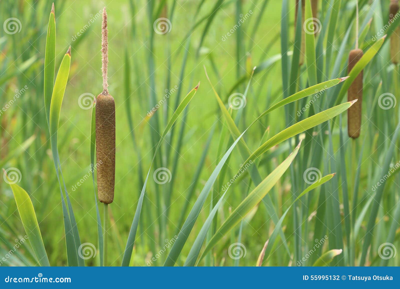 Pictured Cattails Stock Photos - Free & Royalty-Free Stock Photos from ...