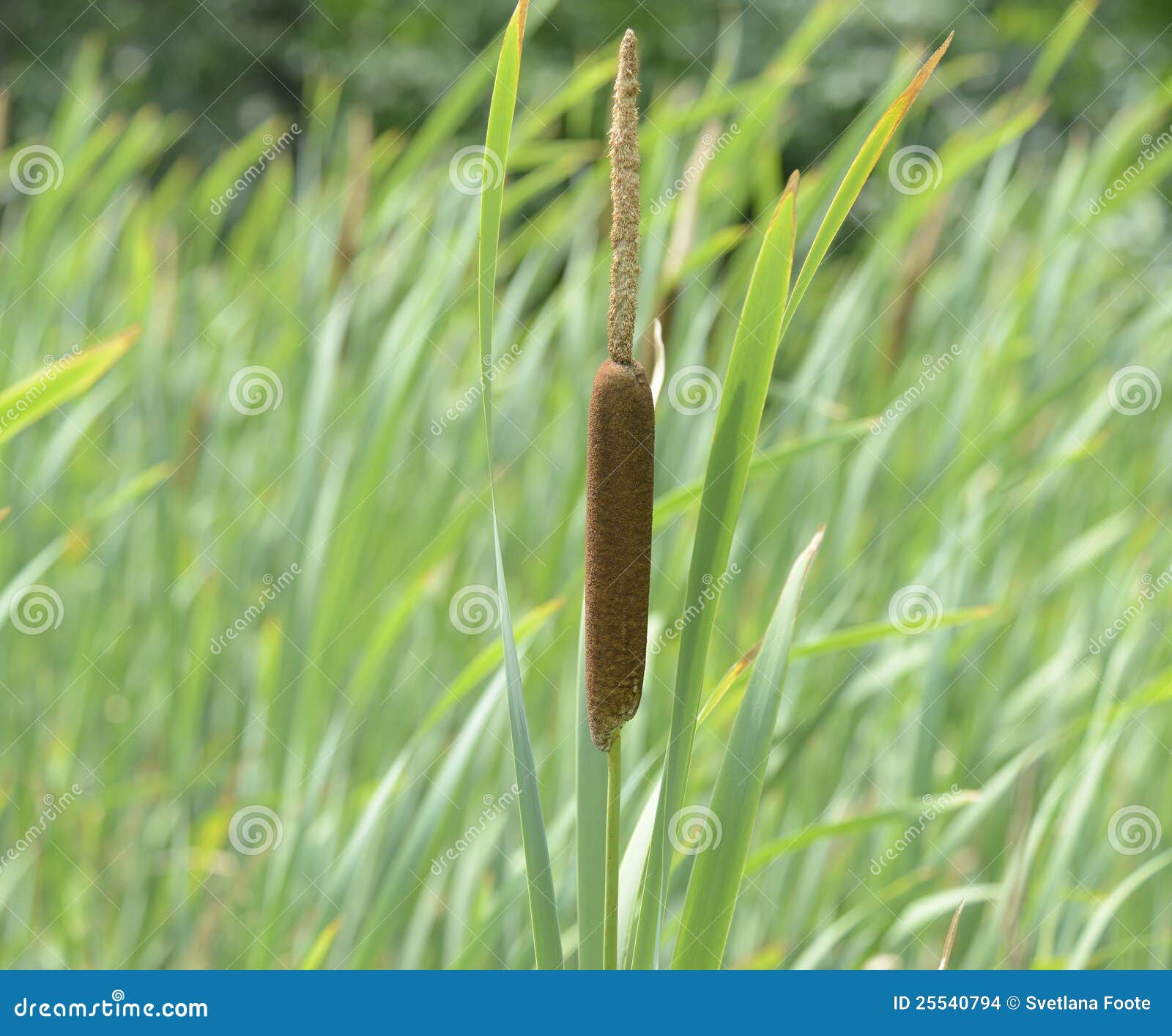 Dry Cattail Plant Royalty-Free Stock Photography | CartoonDealer.com ...