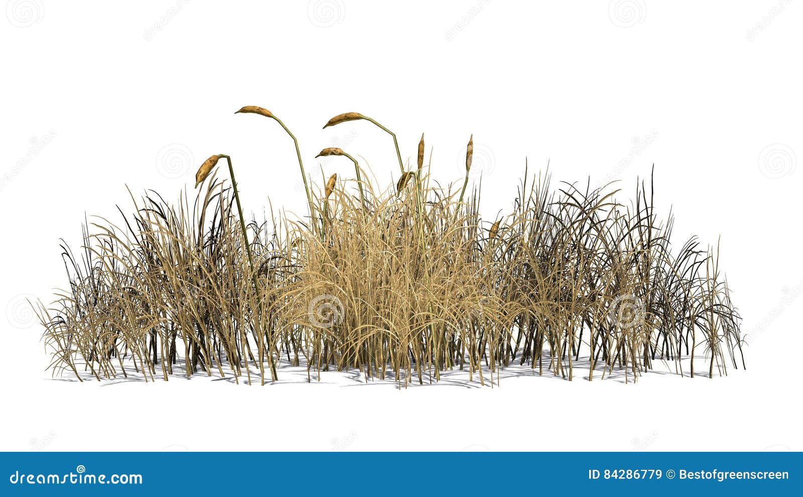Cattail Plant in the Autumn - Isolated on White Background Stock ...