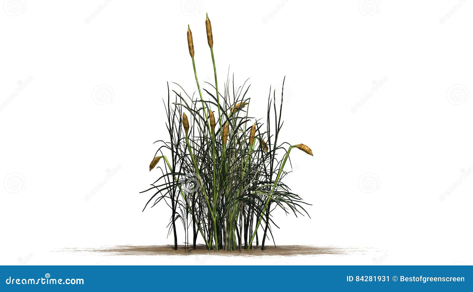 Cattail Plant Cartoon Seamless Vector Pattern. | CartoonDealer.com ...