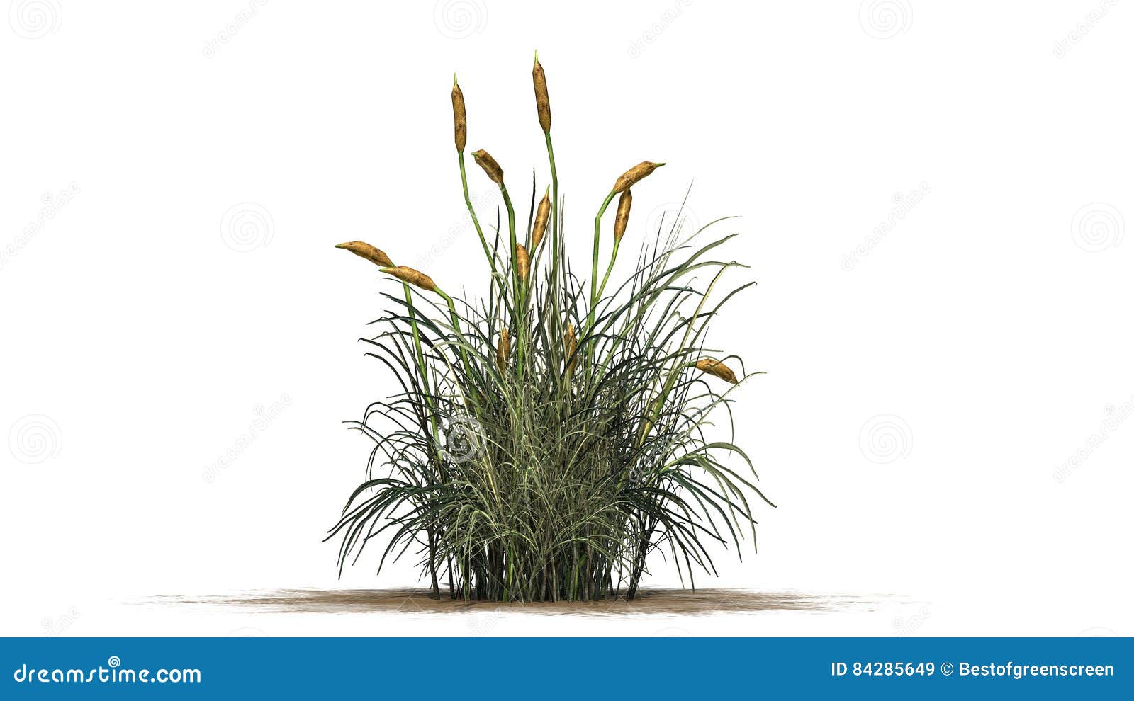 Cattail Plant - Isolated on White Background Stock Illustration ...