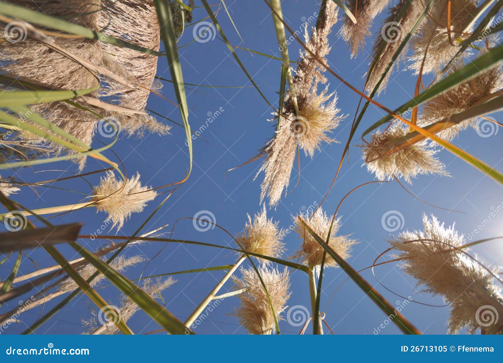 Cattail Plants Bloom with Sun and Flair Stock Image - Image of wetland ...