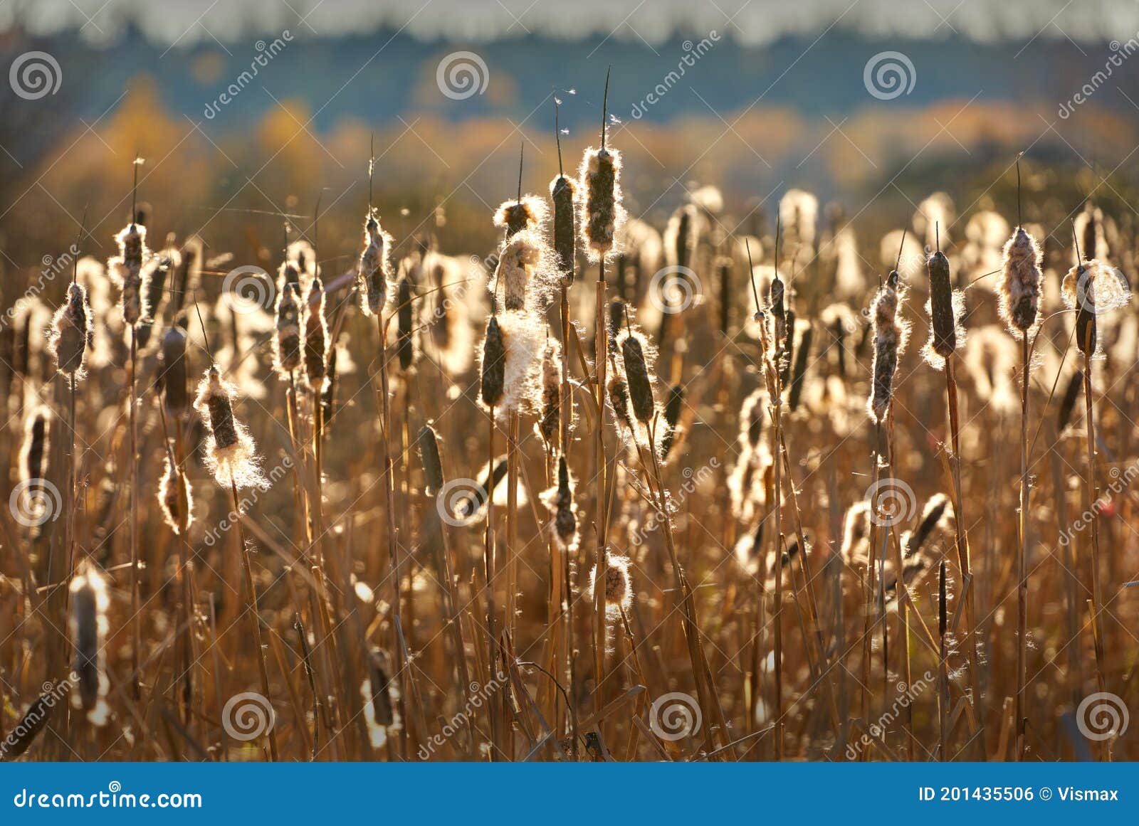 Cattail Plants Seeding stock photo. Image of seed, nature - 201435506