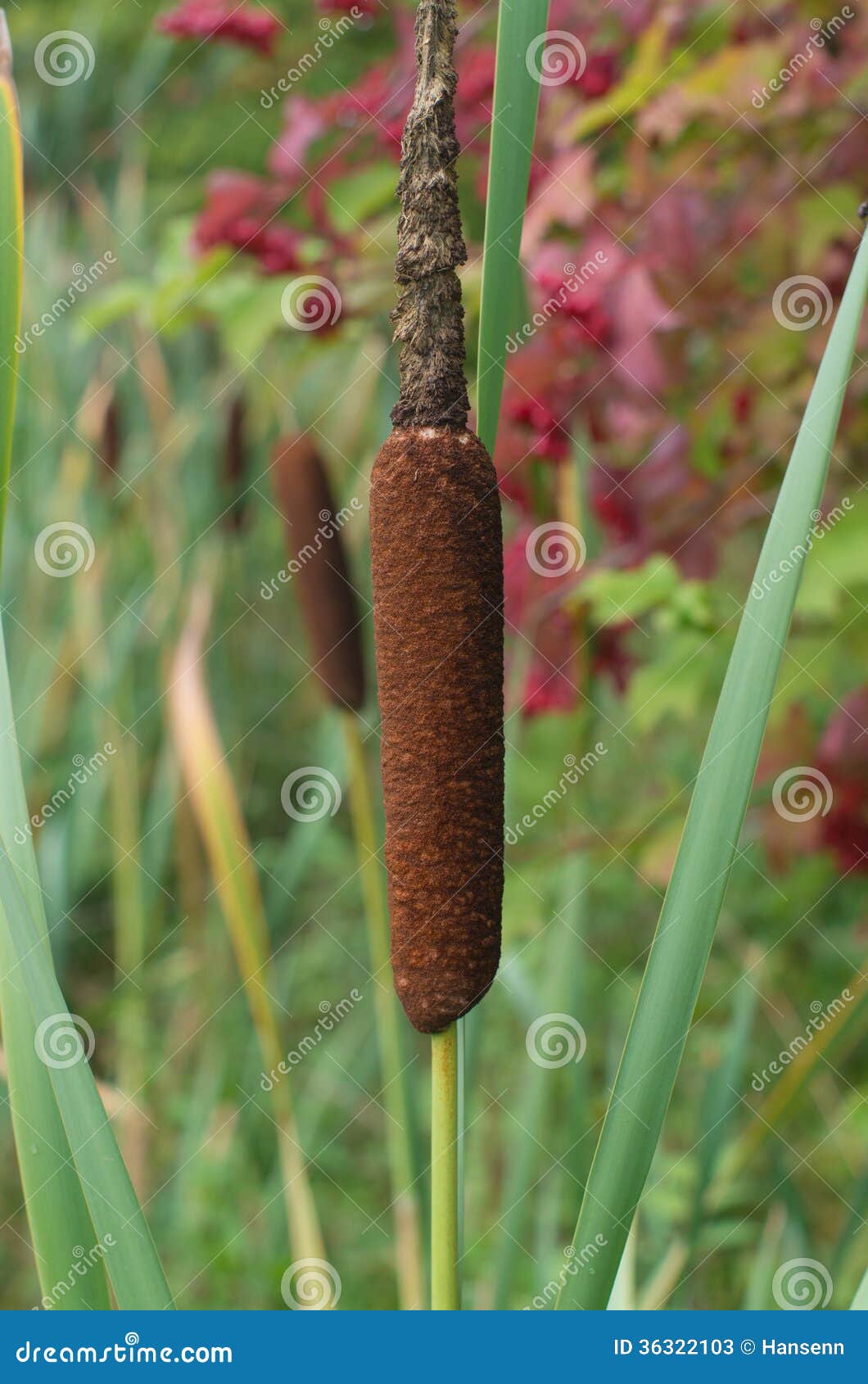 Cattail reed stock image. Image of nature, green, grass - 36322103