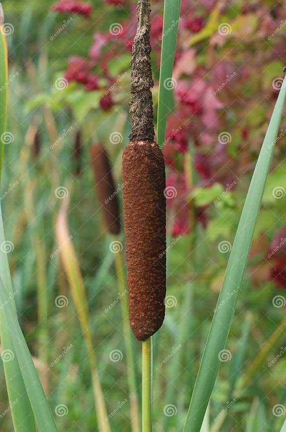 Cattail reed stock image. Image of nature, green, grass - 36322103