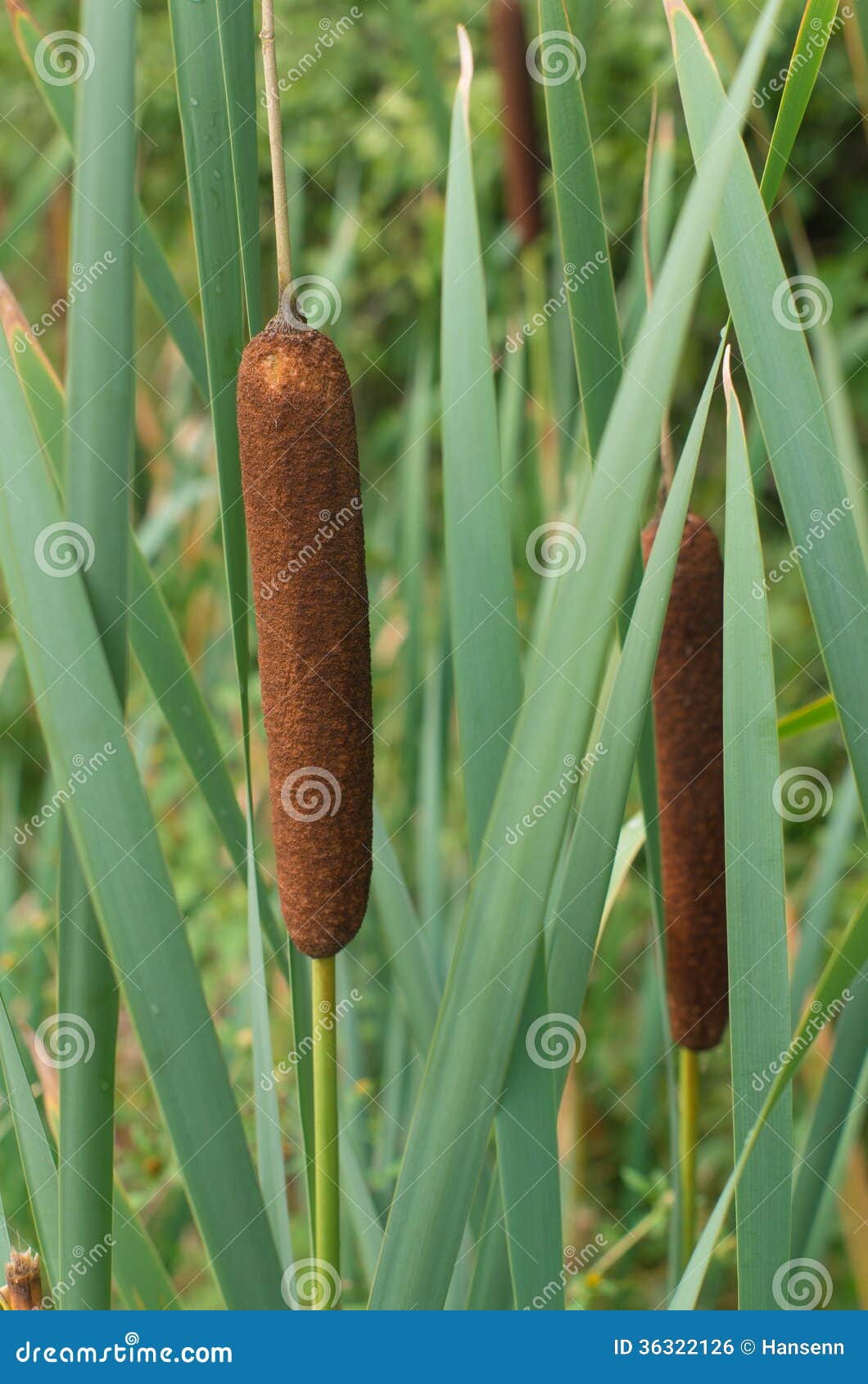 Cattail reed stock photo. Image of water, nature, swamp - 36322126