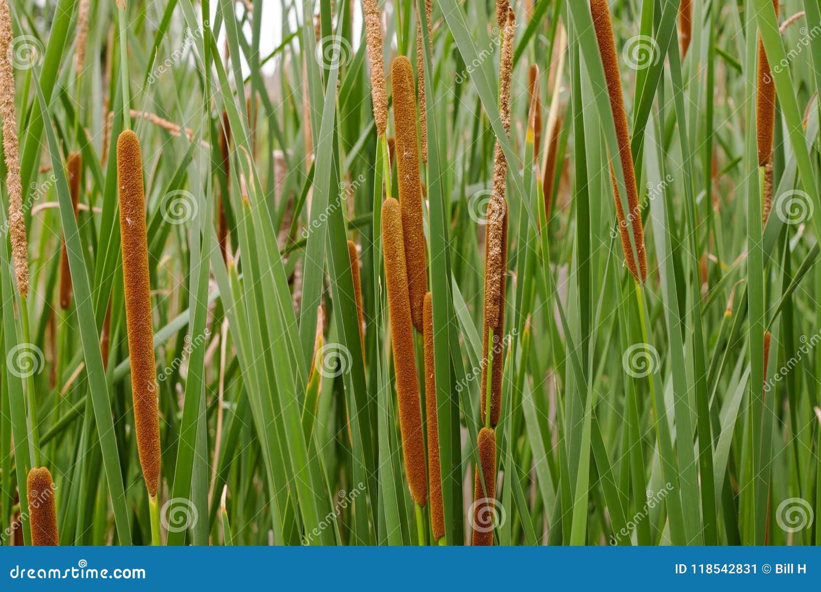 Cattail reeds on a pond stock image. Image of scene - 118542831