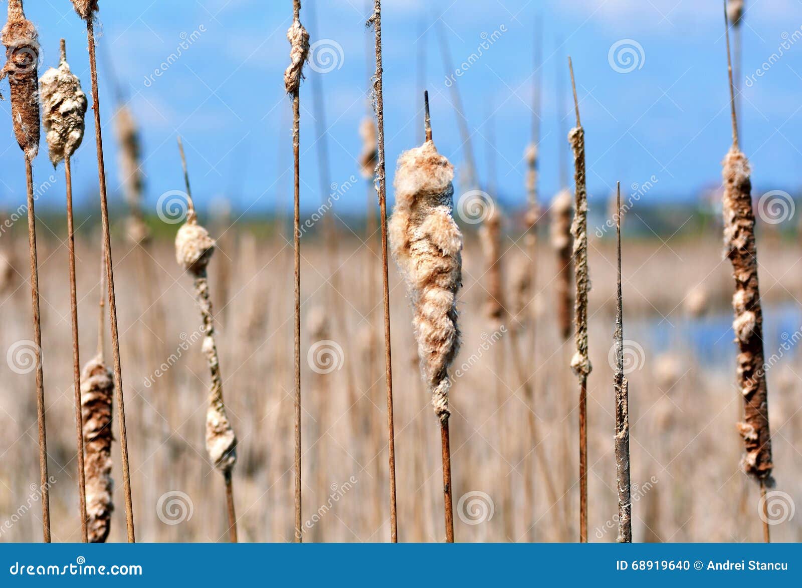 Cattail Seed Heads stock photo. Image of mace, flora - 68919640
