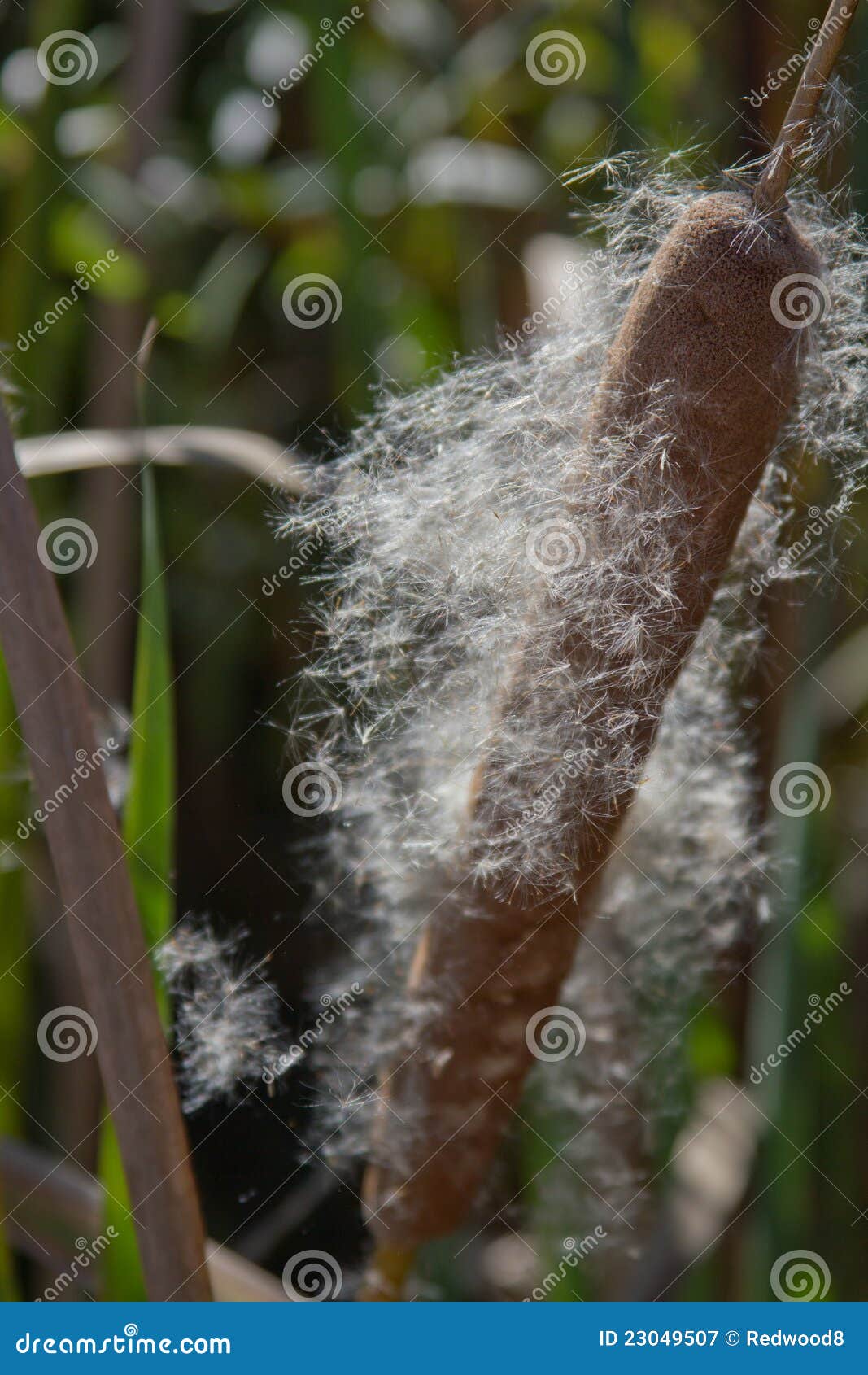 Cattail Seed Dispersal